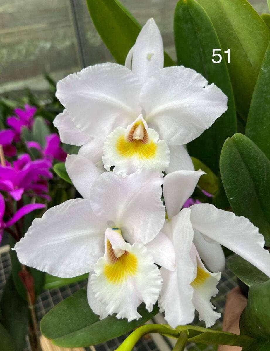 Yahoo!オークション - C. labiata f. semialba tubular 202504-p51