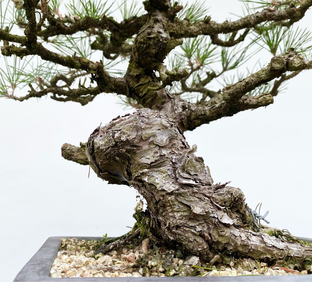 白木盆栽園 黒松 樹高47センチ 盆栽黒松赤松五葉松真柏雑木趣味 白木盆栽園 黒松 樹高47センチ 盆栽黒松赤松五葉松真柏雑木趣味
