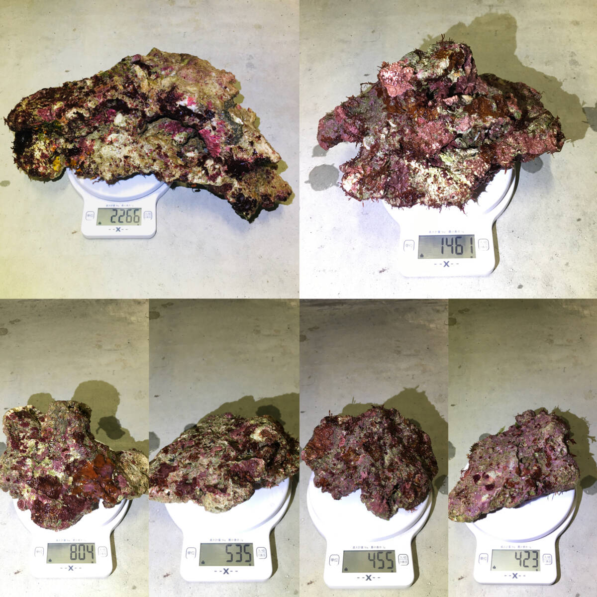 Yahoo!オークション - ライブロック 約5.9kg