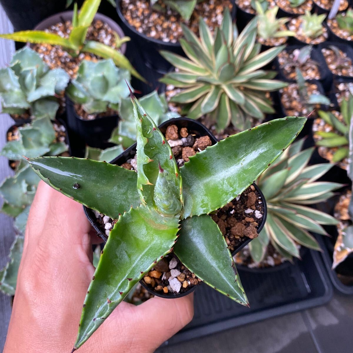 Yahoo!オークション - アガベ プシュードフェロックス ベルビル 1 1枚...