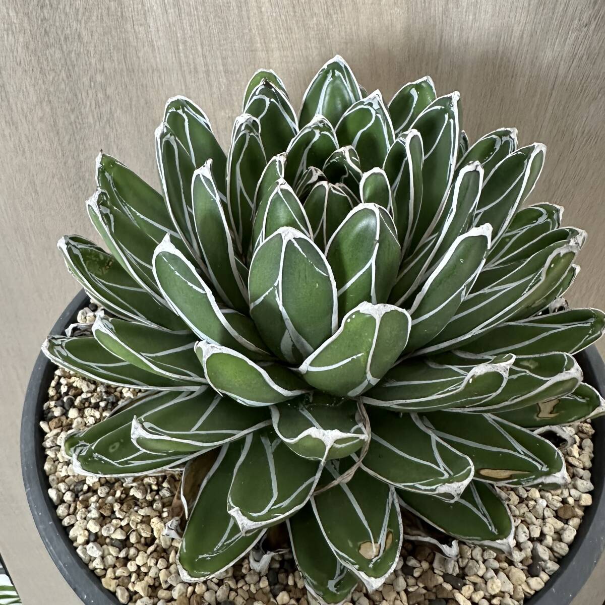 Yahoo!オークション - No.040【 AGAVE VICTORIA-REGINA 】ペンキ スペ...