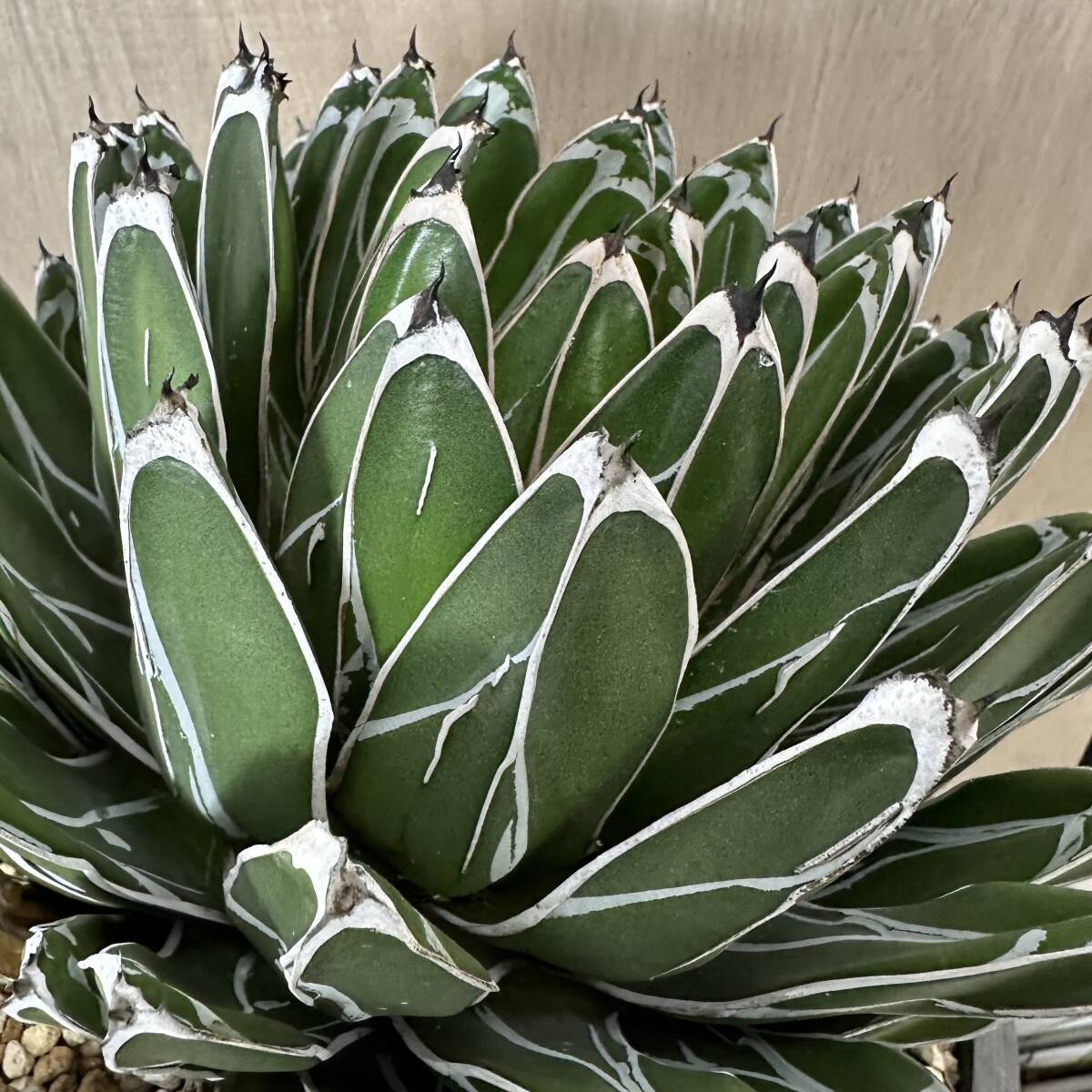 Yahoo!オークション - No.047【 AGAVE VICTORIA-REGINA 】ペンキ スペ...