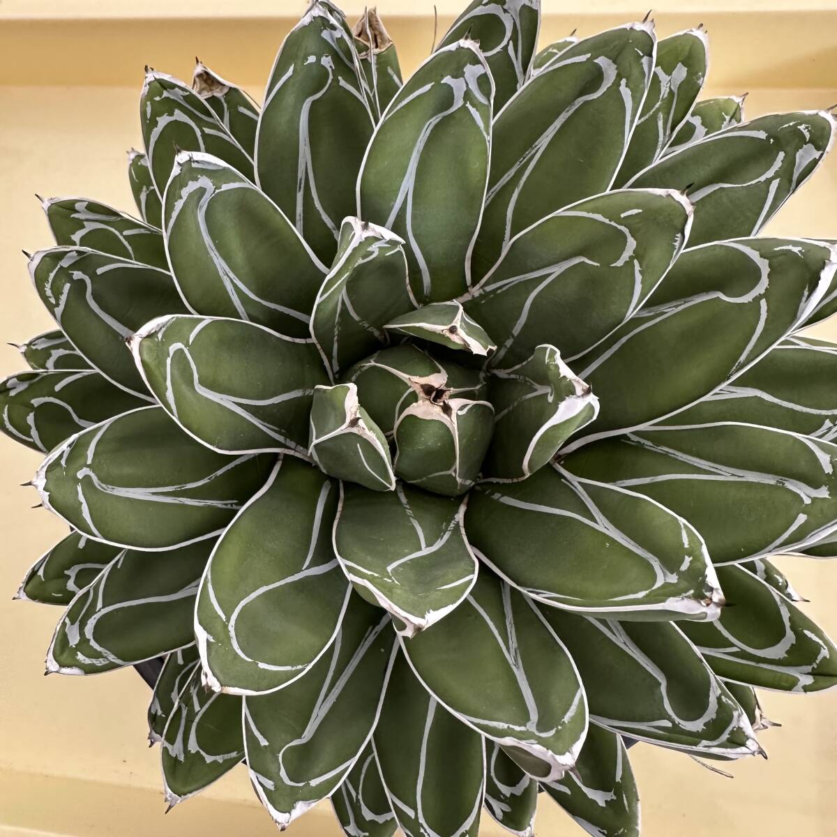 Yahoo!オークション - No.015【 AGAVE VICTORIA-REGINA 】ペンキ スペ...