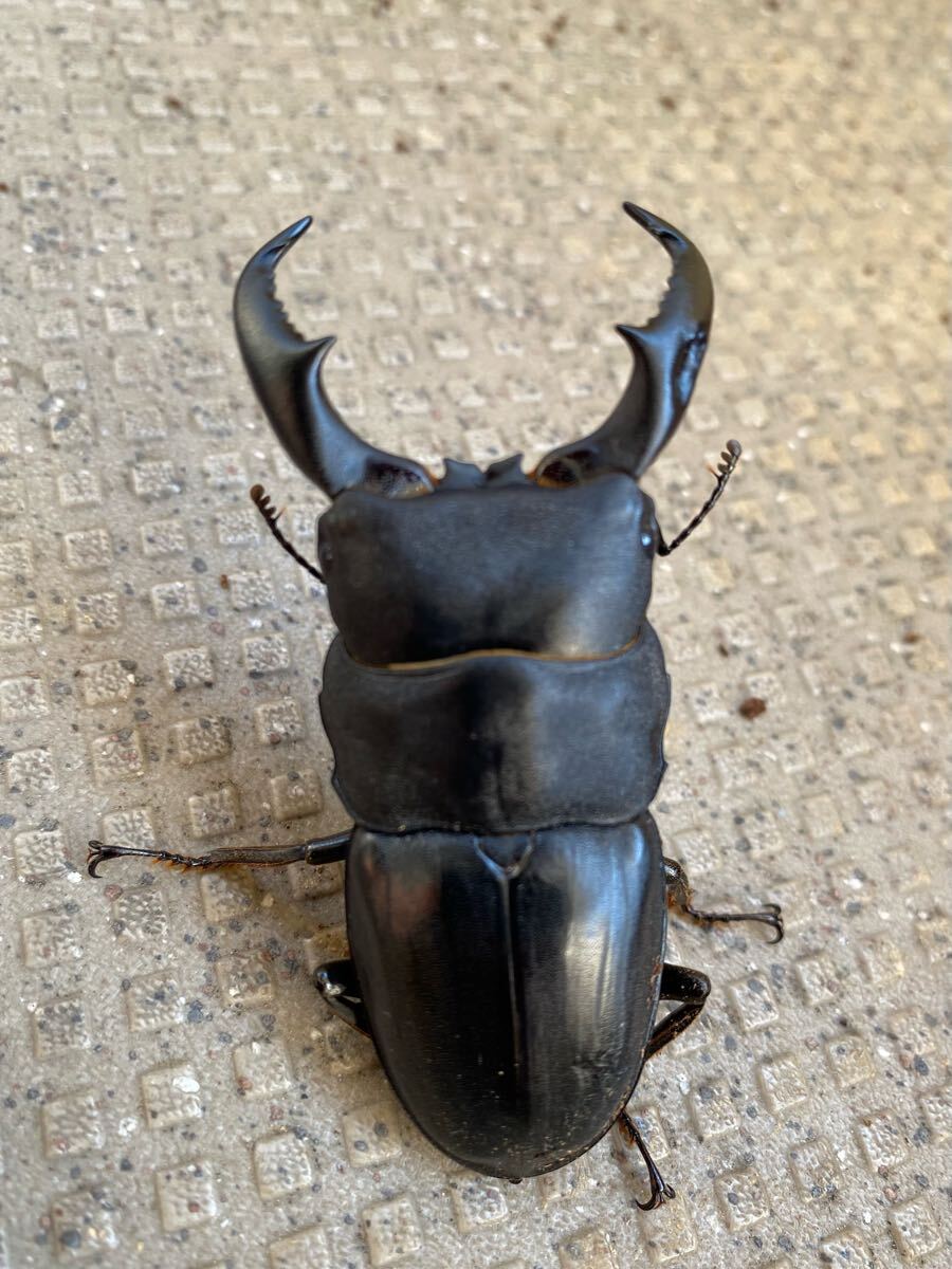 Yahoo!オークション - アマミヒラタ 70.0mm WF2 奄美大島名瀬産 右顎凹...