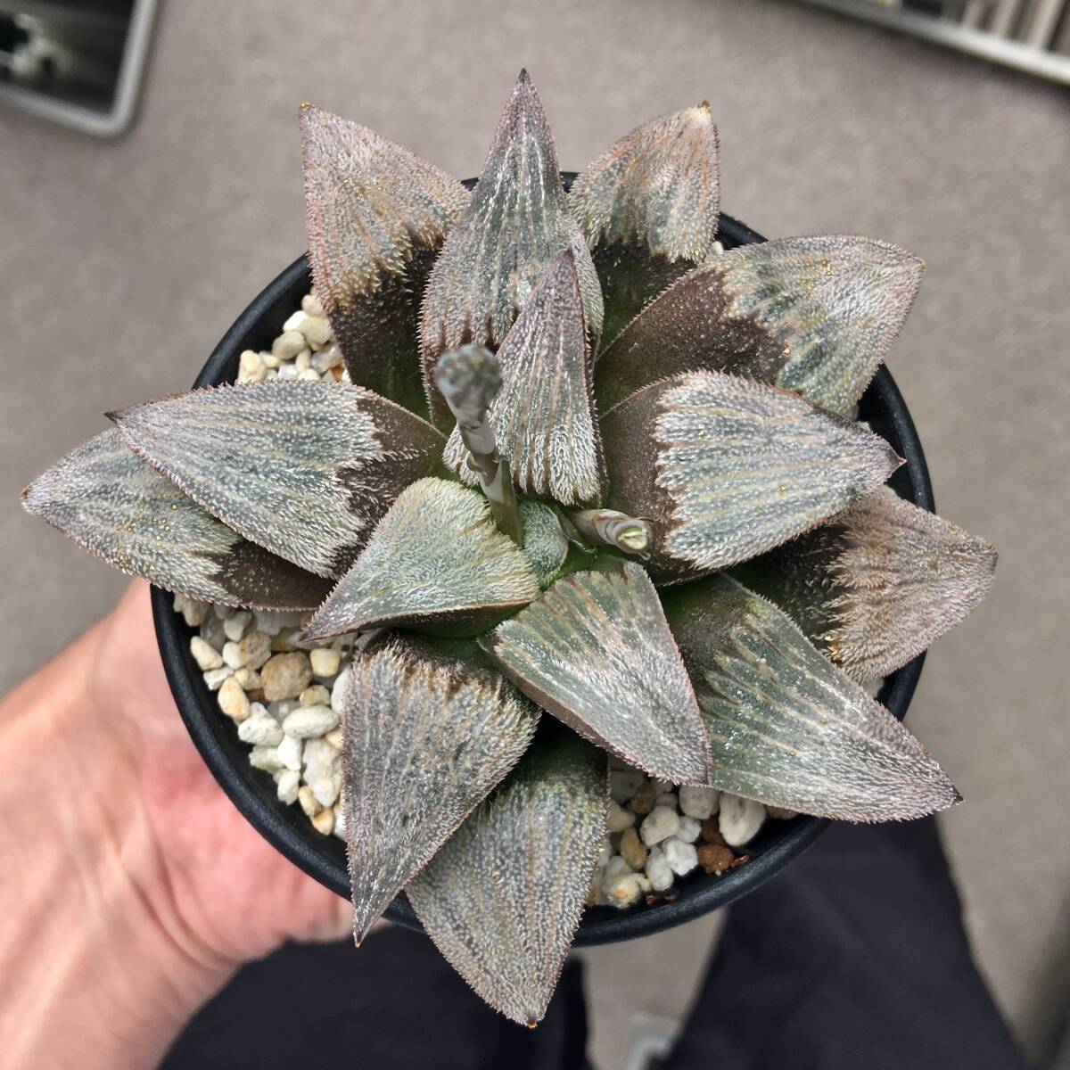 Yahoo!オークション - ハオルチア CNM 『 NS 1/1（ピグマエア錦 × 白...