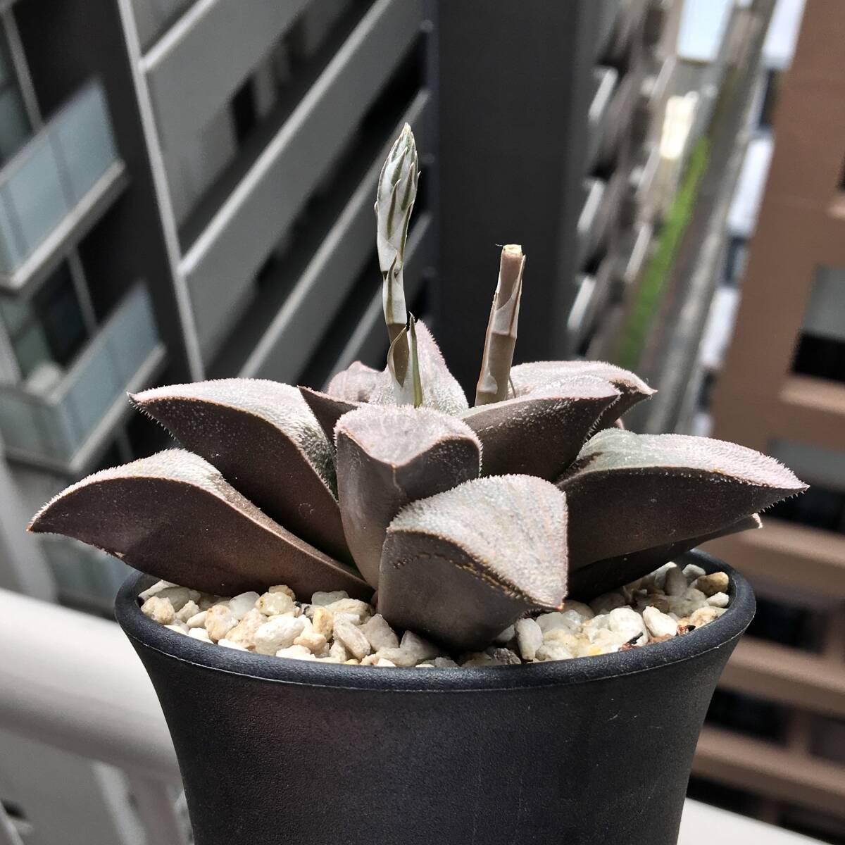 Yahoo!オークション - ハオルチア CNM 『 NS 1/1（ピグマエア錦 × 白...