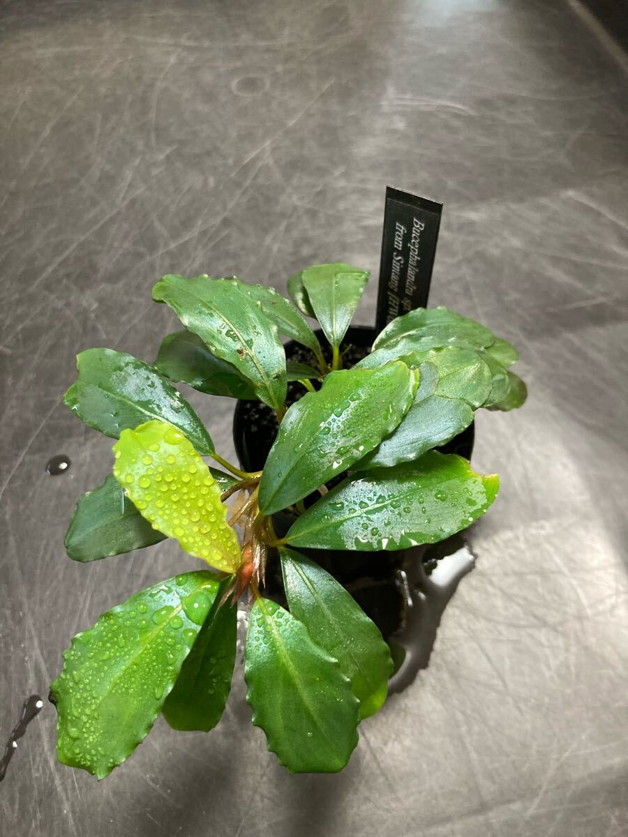 Yahoo!オークション - Bucephalandra sp. Sintang-1 from Sintang 【HW...
