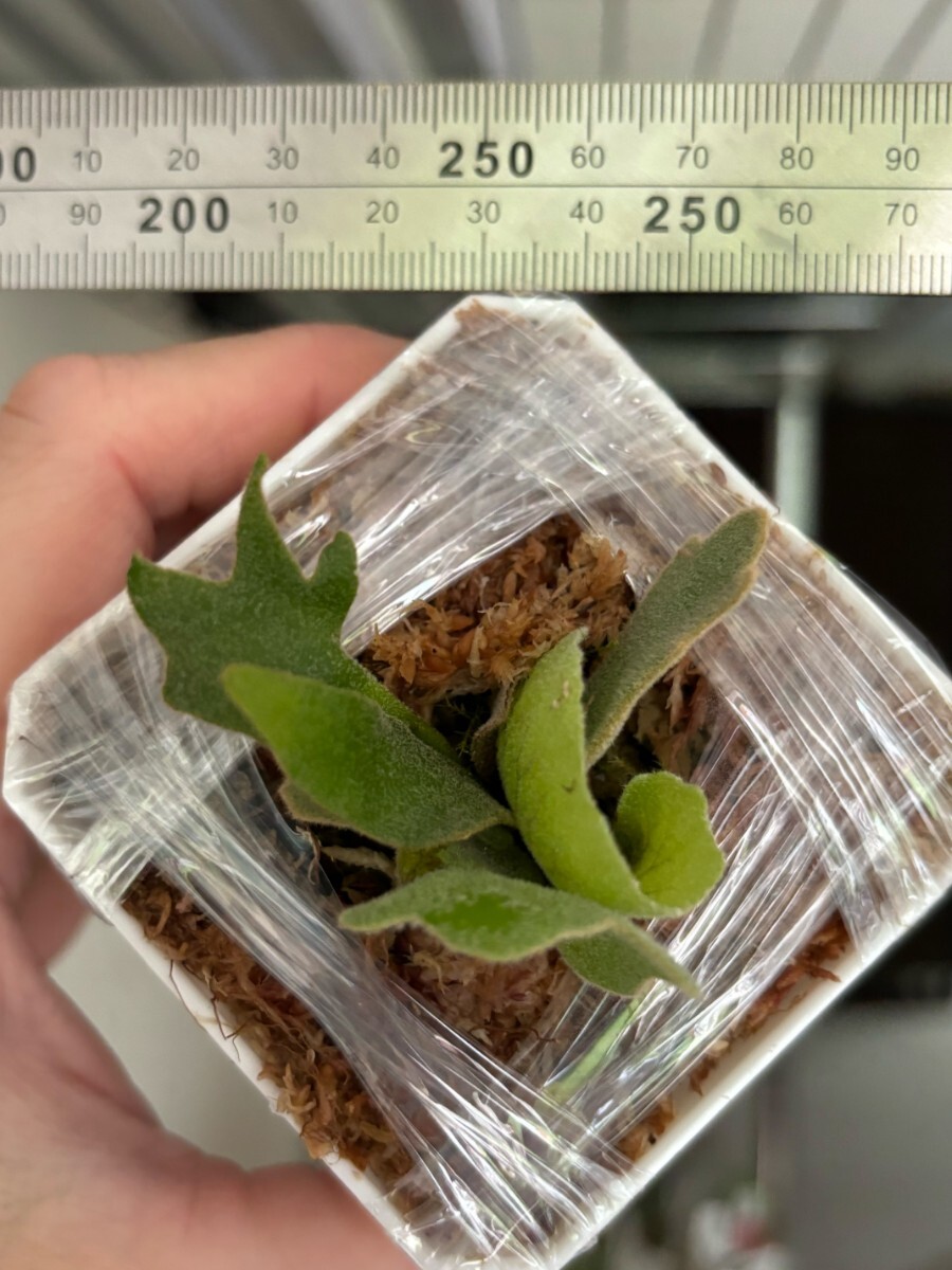 Yahoo!オークション - E65 P.Willinckii Jenny TC