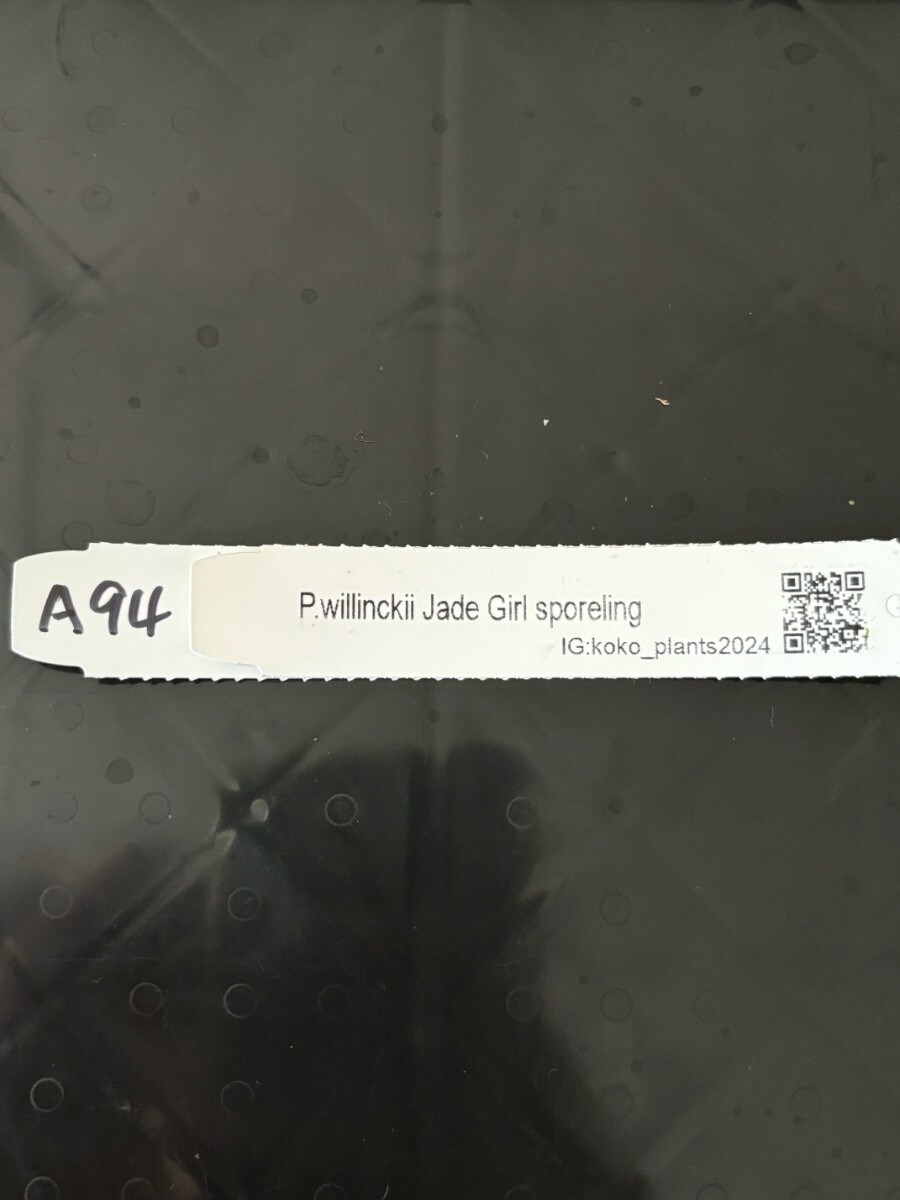 Yahoo!オークション - A94 P.Willinckii Jade Girl sporeling