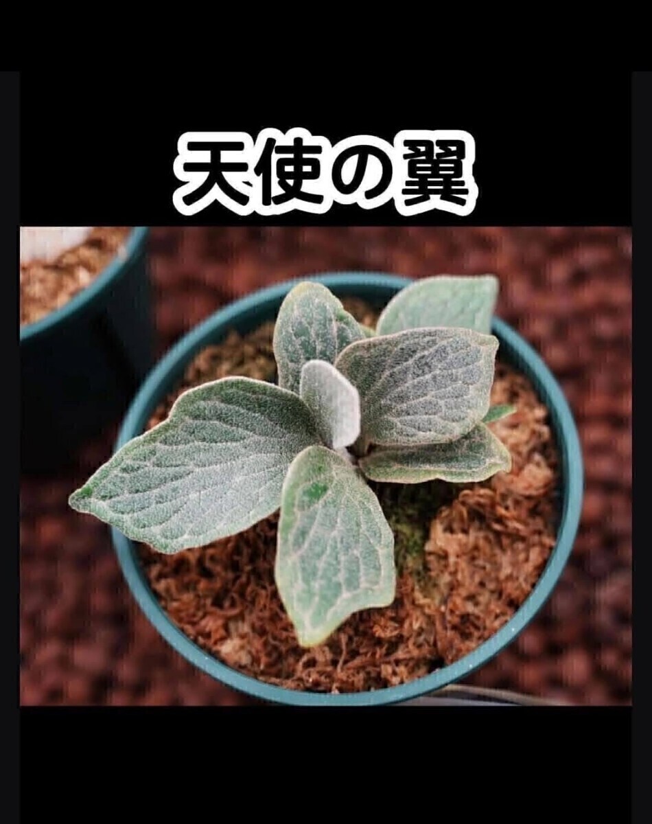 Yahoo!オークション - A85 'P.Wings of Angel 天使の翼' P. willinckii...