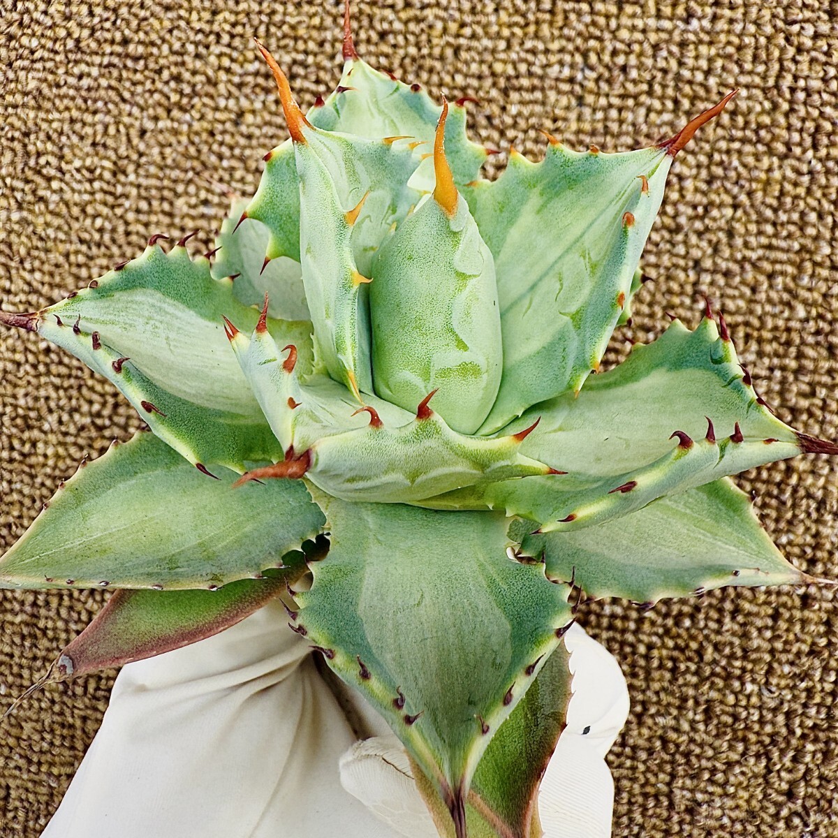 Yahoo!オークション - 【MCGRADY-PLANTS】R095 多肉植物 アガベ雷神白...