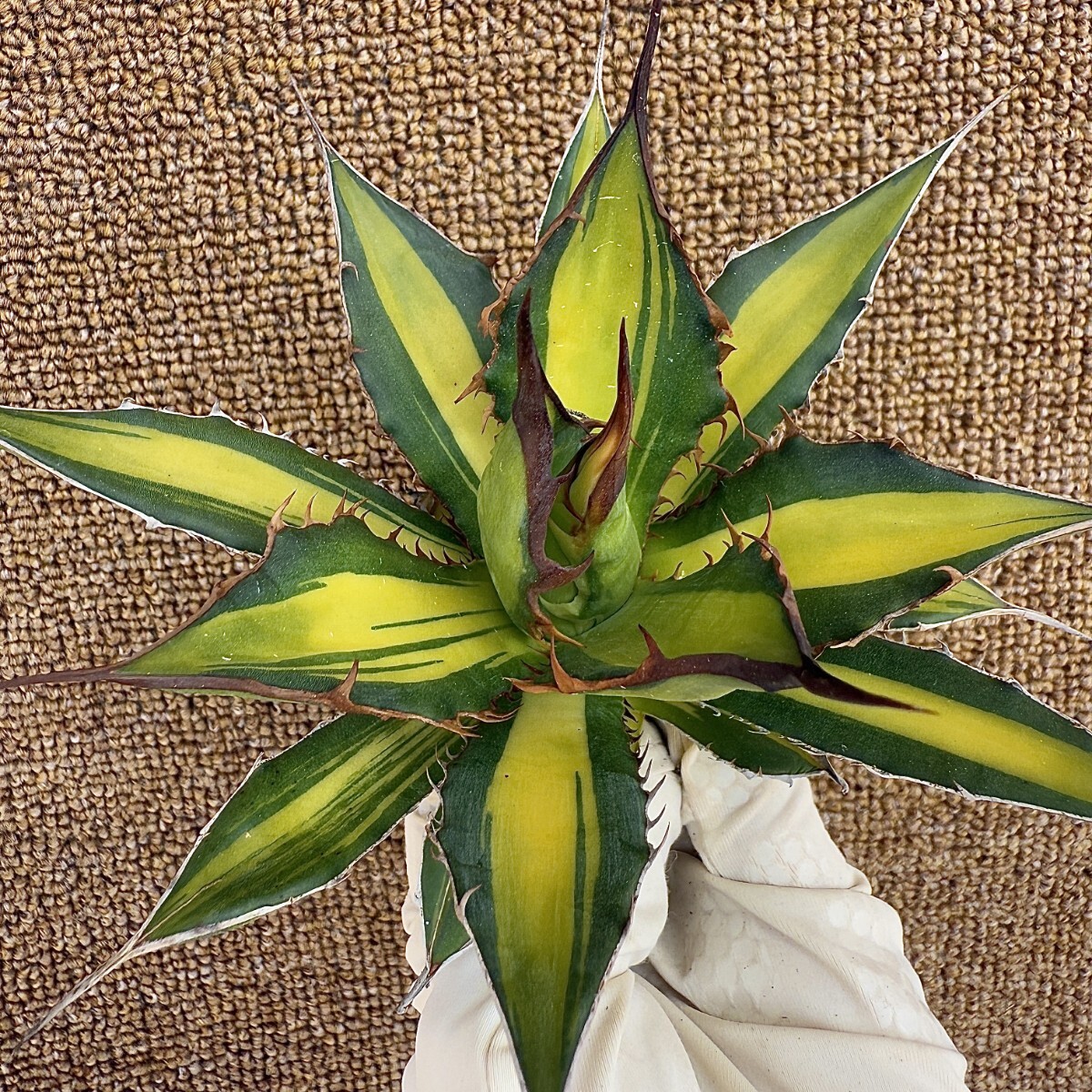 Yahoo!オークション - 【MCGRADY-PLANTS】R106 貴重な希少種 アガベ ホ...