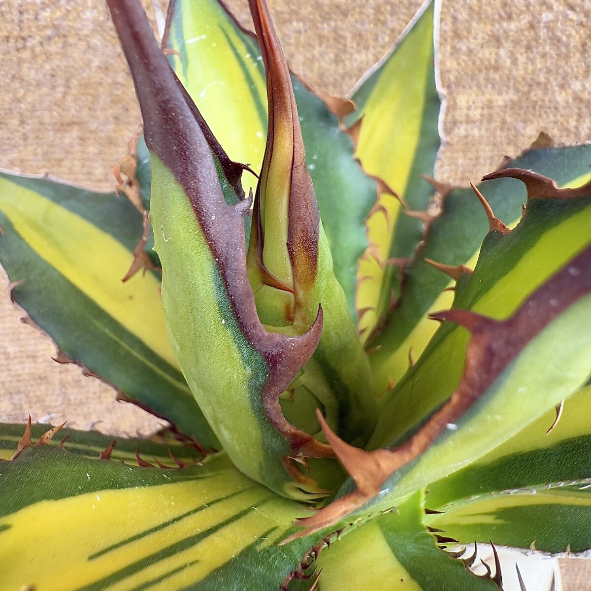 Yahoo!オークション - 【MCGRADY-PLANTS】R106 貴重な希少種 アガベ ホ...