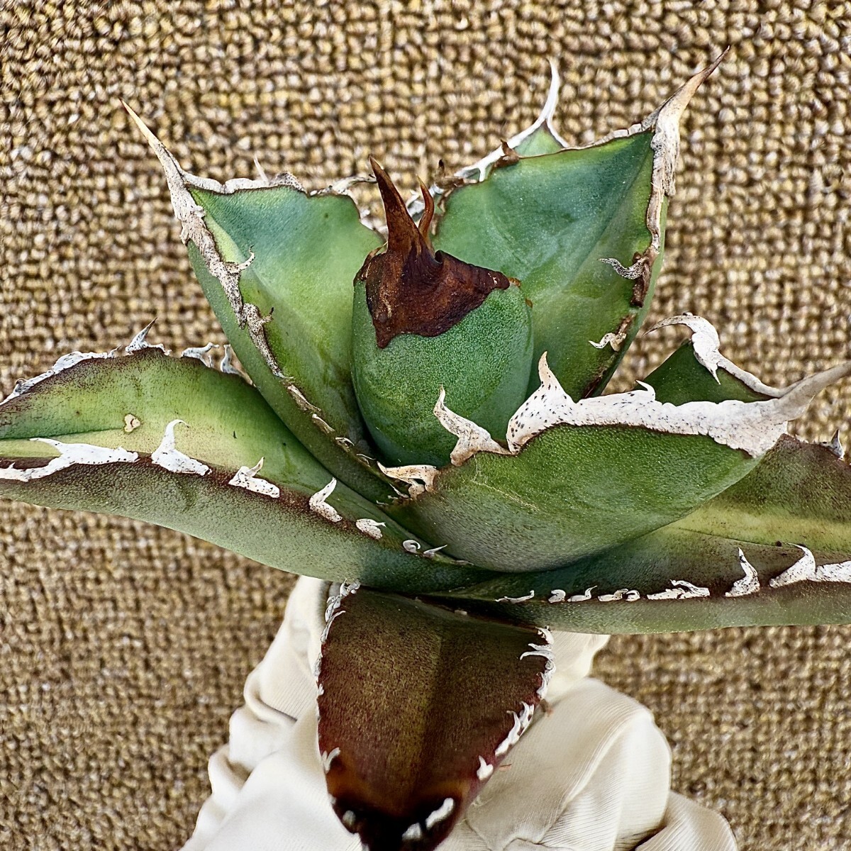 Yahoo!オークション - 【MCGRADY-PLANTS】R128 激レア高級品種 アガベ ...