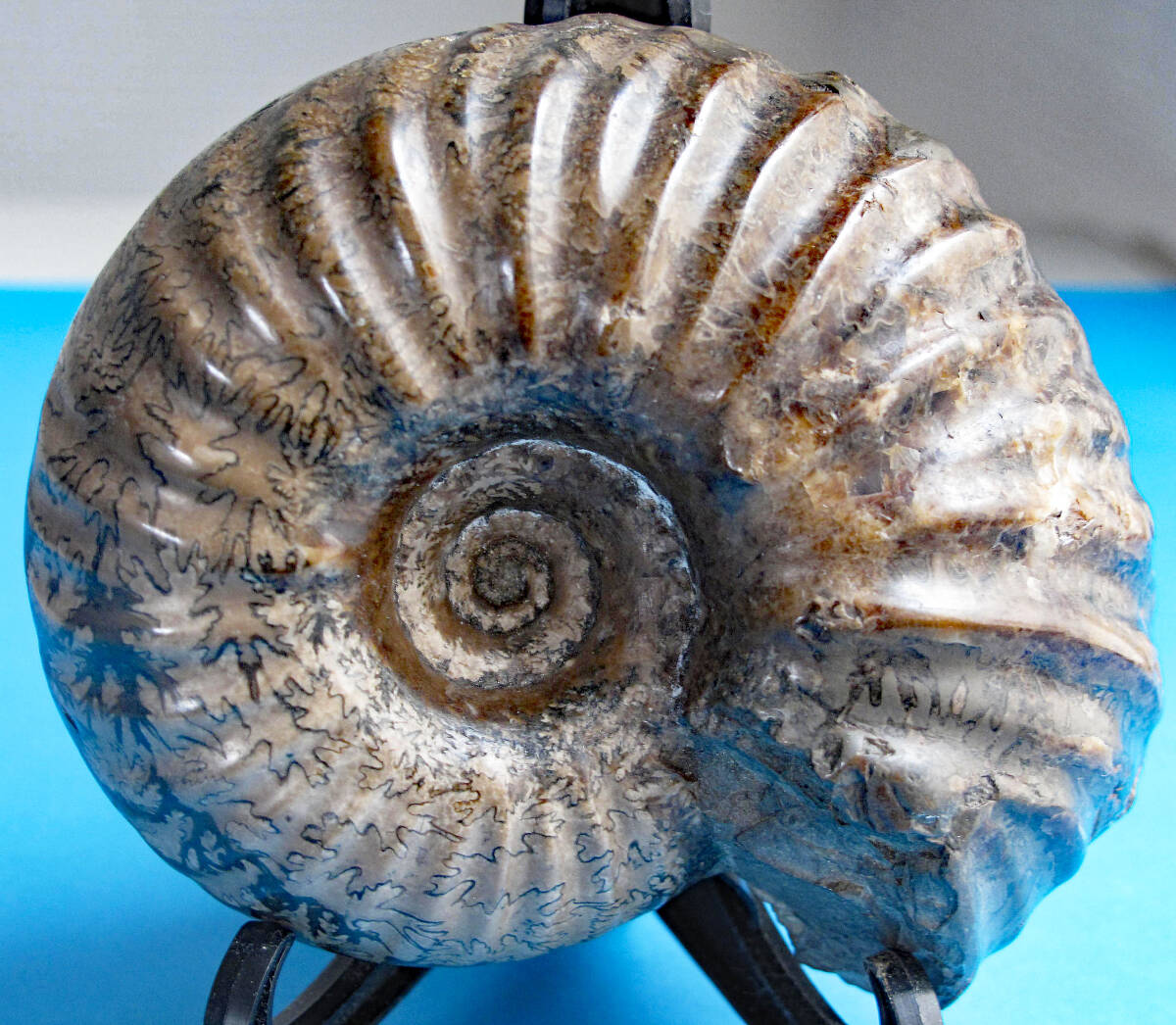 Yahoo!オークション - 北海道夕張地方 アンモナイト（11cm 420g)