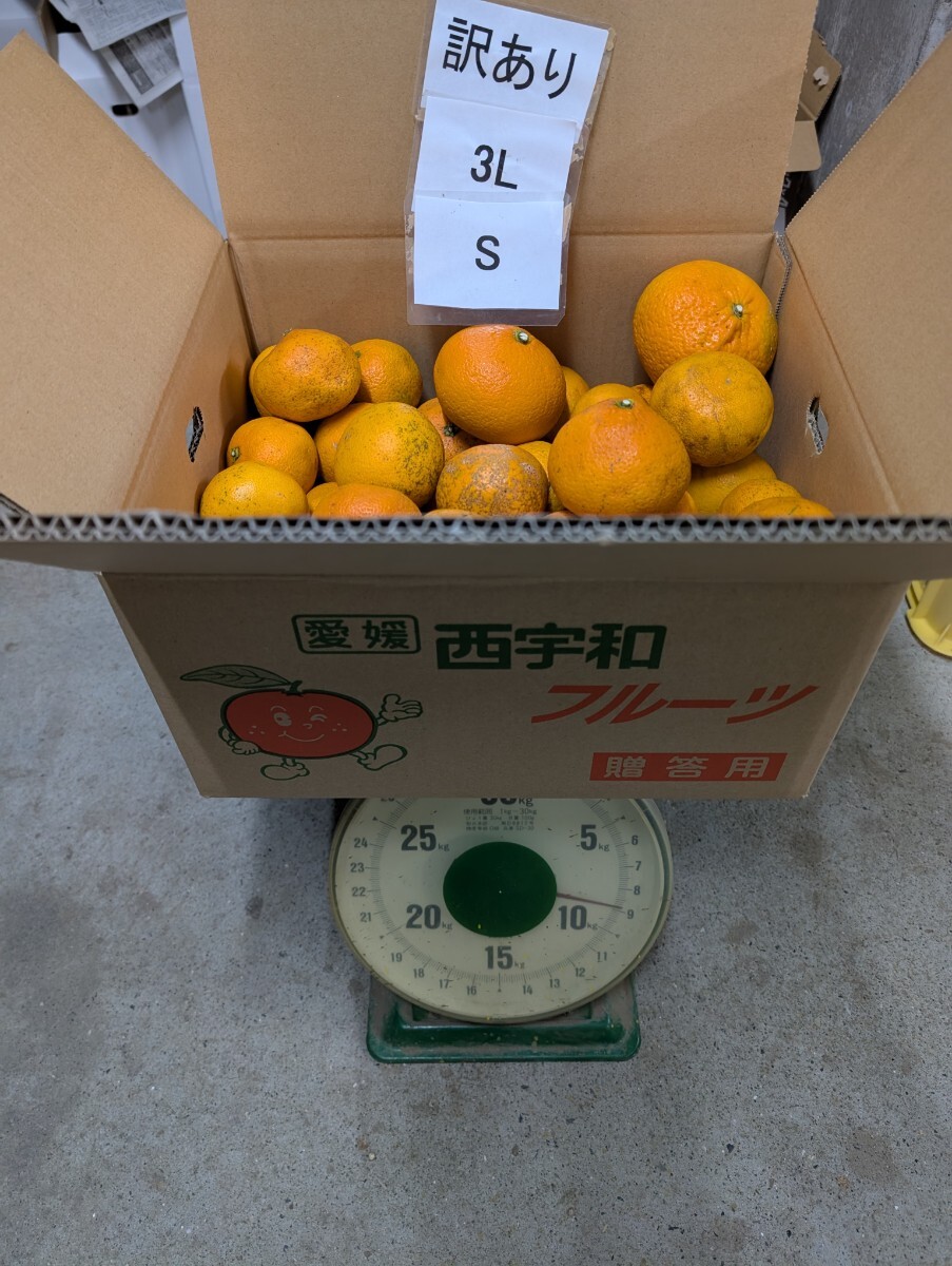 Yahoo!オークション - 愛媛西宇和産 清見タンゴール S〜3L訳あり 8〜9...