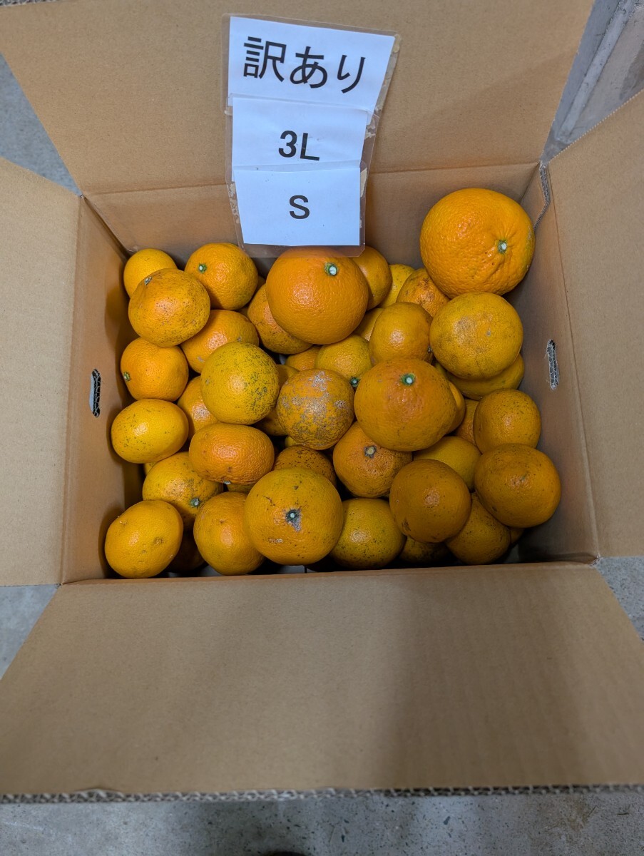 Yahoo!オークション - 愛媛西宇和産 清見タンゴール S〜3L訳あり 8〜9...