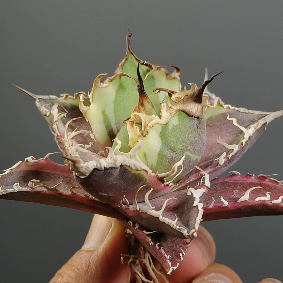 Yahoo!オークション - 【龍園觀】No.A89 希少 アガベ チタノタ " 凱...