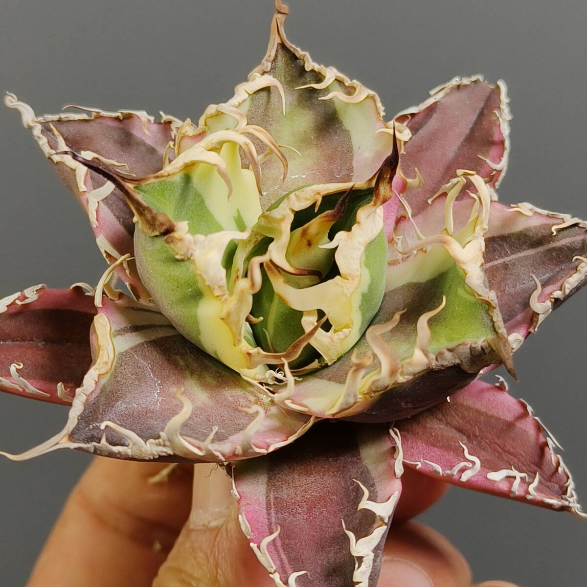 Yahoo!オークション - 【龍園觀】No.S48 希少 アガベ チタノタ " 凱...