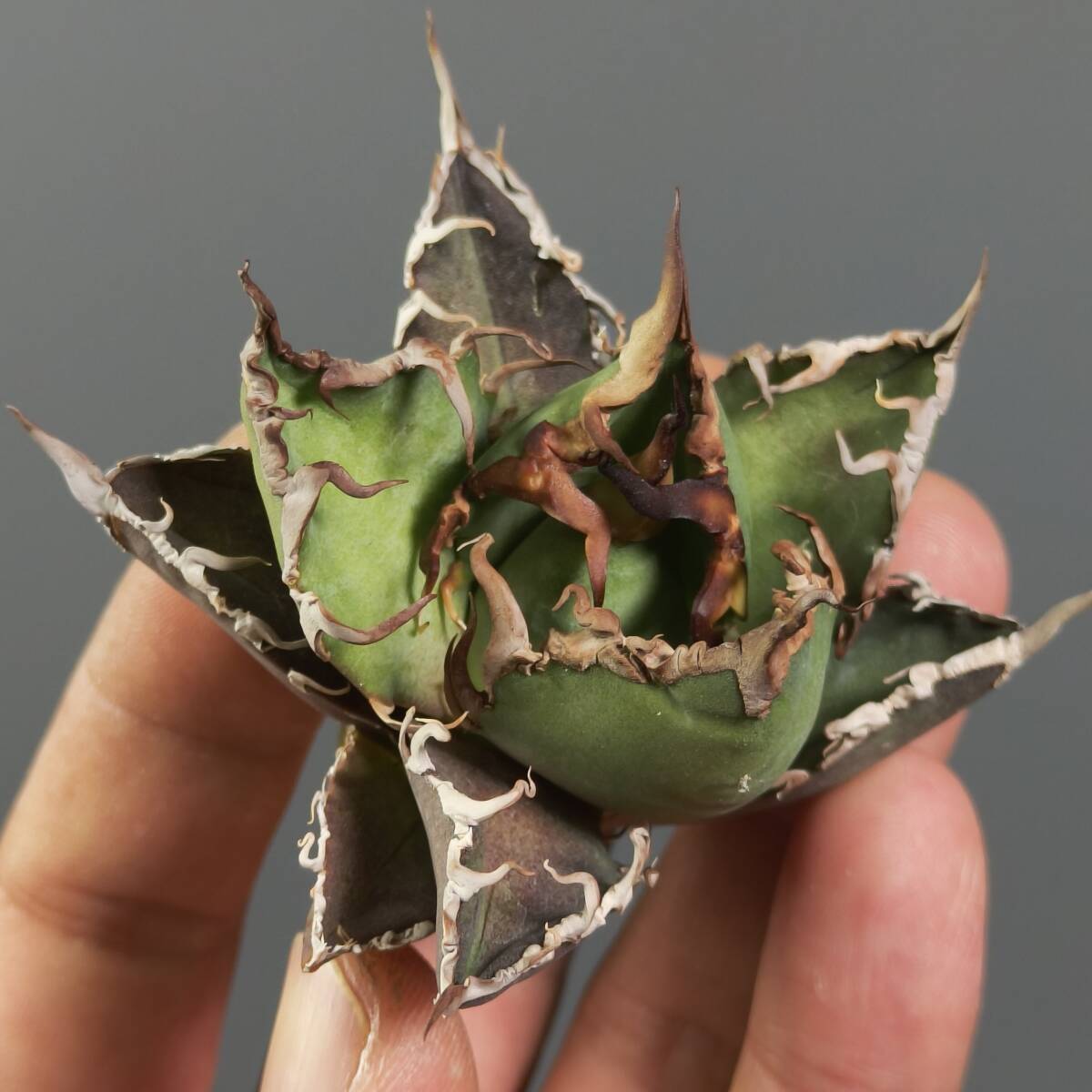 Yahoo!オークション - 【龍園觀】No.A89 特選 アガベ チタノタ " 凱...