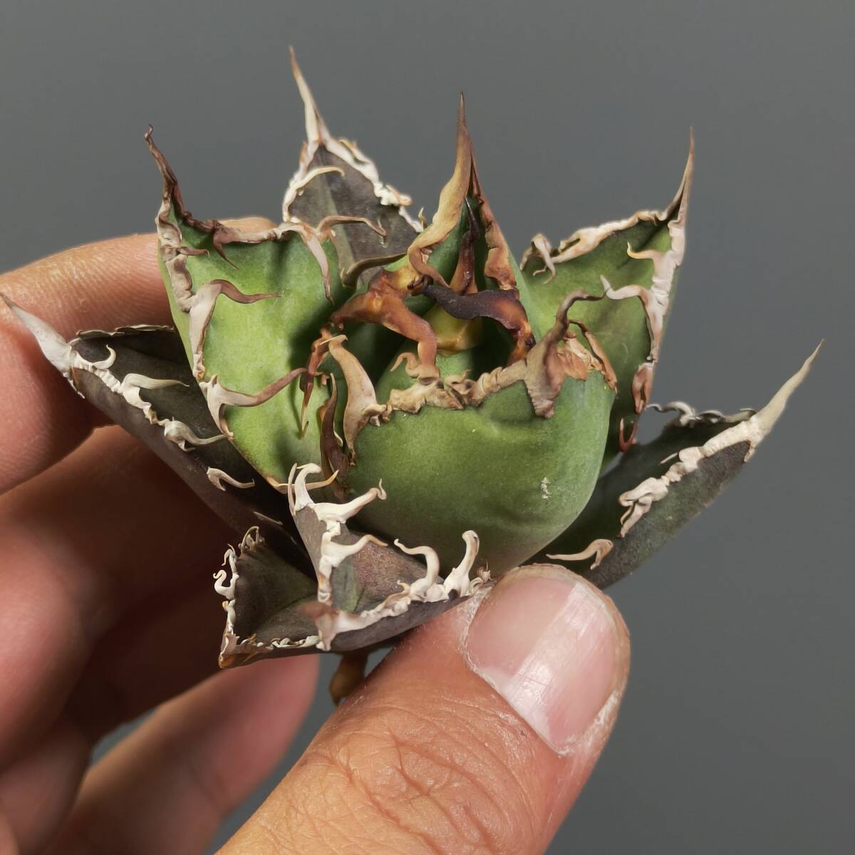 Yahoo!オークション - 【龍園觀】No.A89 特選 アガベ チタノタ " 凱...