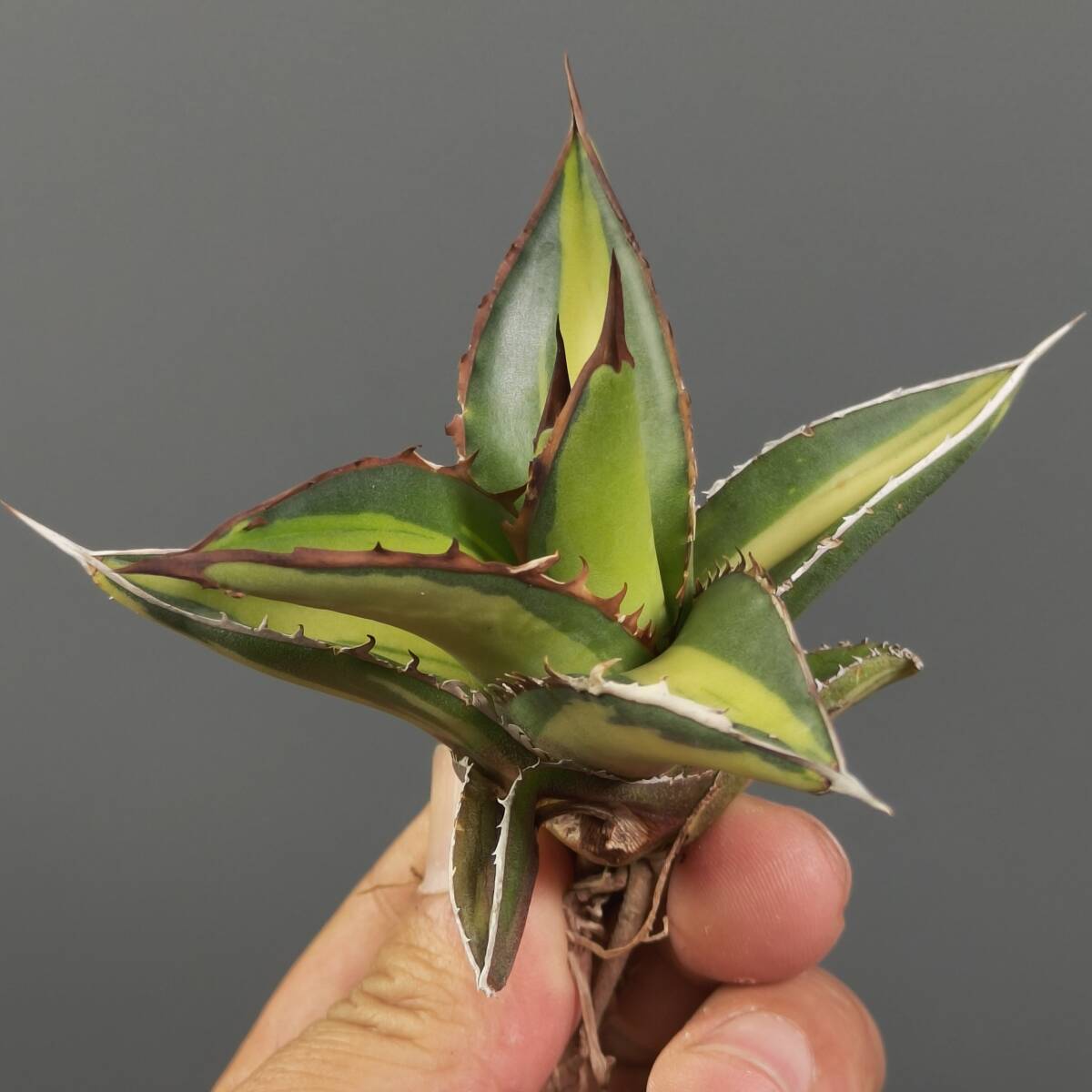 Yahoo!オークション - 【龍園觀】No.A121 特選 アガベ 帝釈天錦 短葉 ...