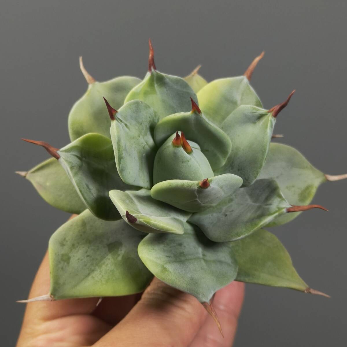 龍園觀 No.A123 特選 アガベ "一本棘" 極上株 激レア(アガベ)｜売買されたオークション情報、yahooの商品情報をアーカイブ公開 - オークファン（aucfan.com）