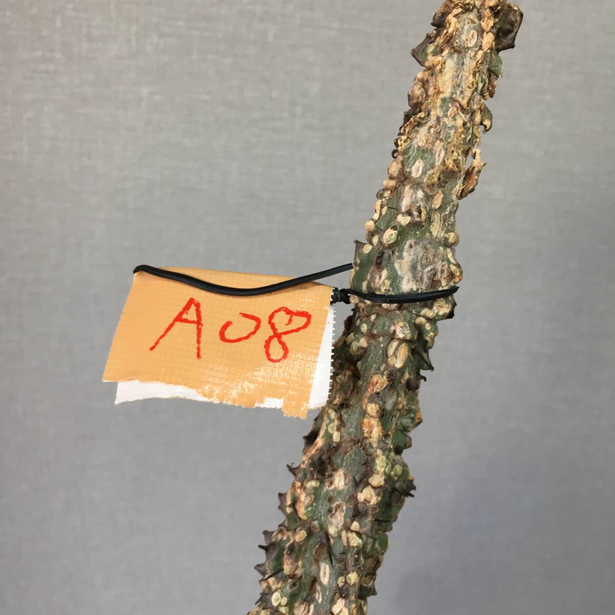 Yahoo!オークション - A08 4/26 到着 アデニア アクレアータ Adenia ac...