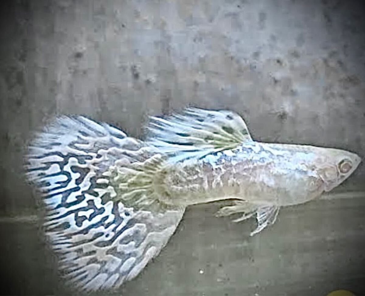 Yahoo!オークション - 【吉Aqua】 新種 レア RREA ホワイトタイガー1ペ...