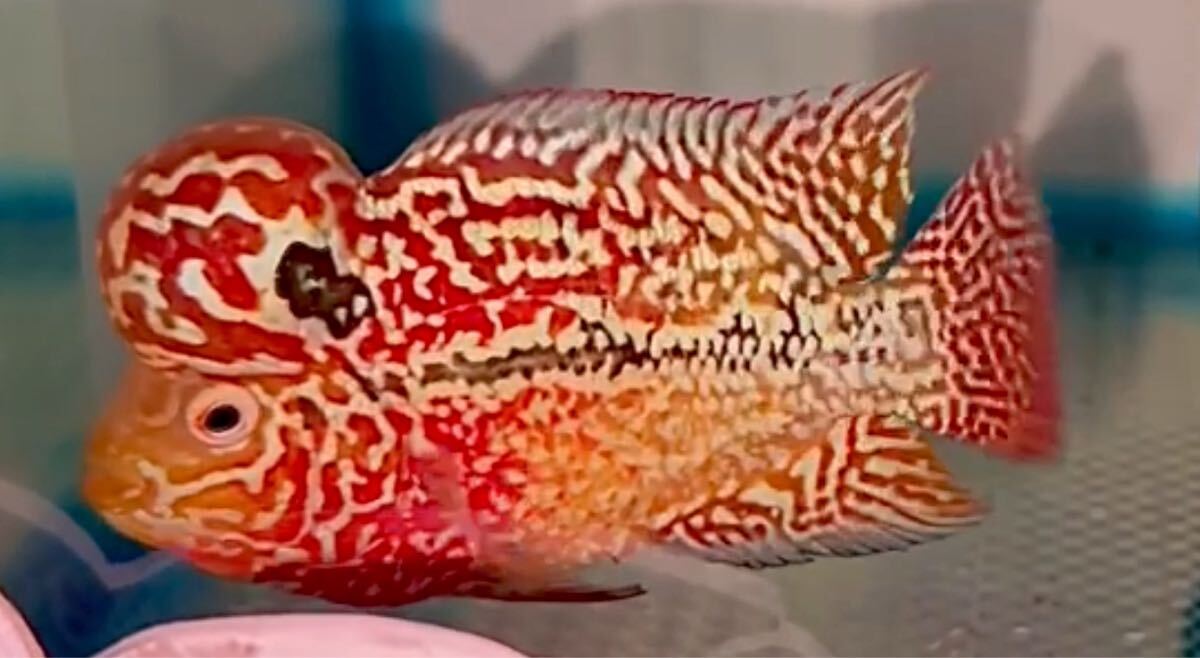 Yahoo!オークション - GPH 厳選個体 VIPグレード 2色トーン カンファ ...