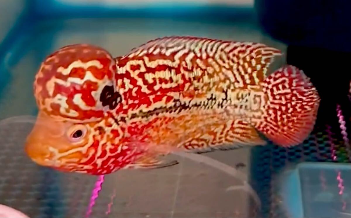 Yahoo!オークション - GPH 厳選個体 VIPグレード 2色トーン カンファ ...