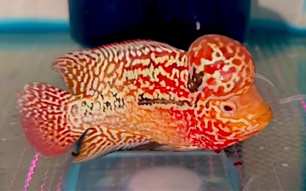 Yahoo!オークション - GPH 厳選個体 VIPグレード 2色トーン カンファ ...