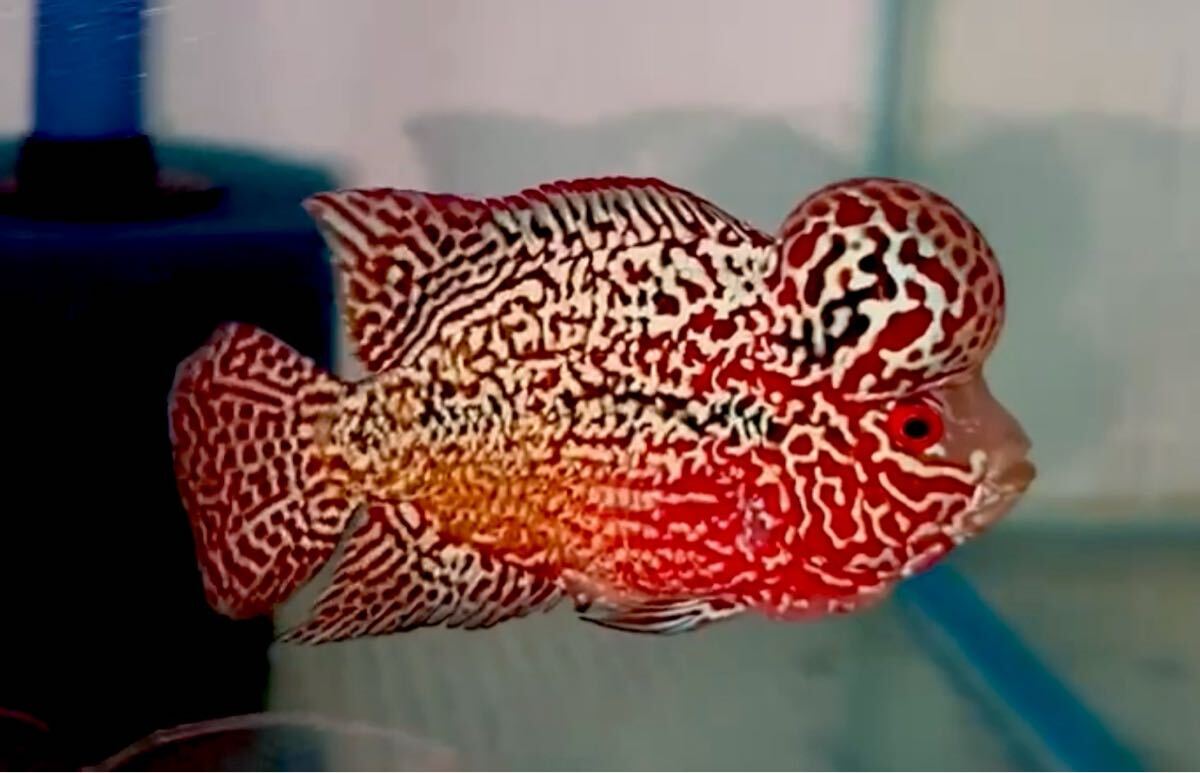 Yahoo!オークション - GPH 厳選個体 VIPグレード スーパーレッドカン...