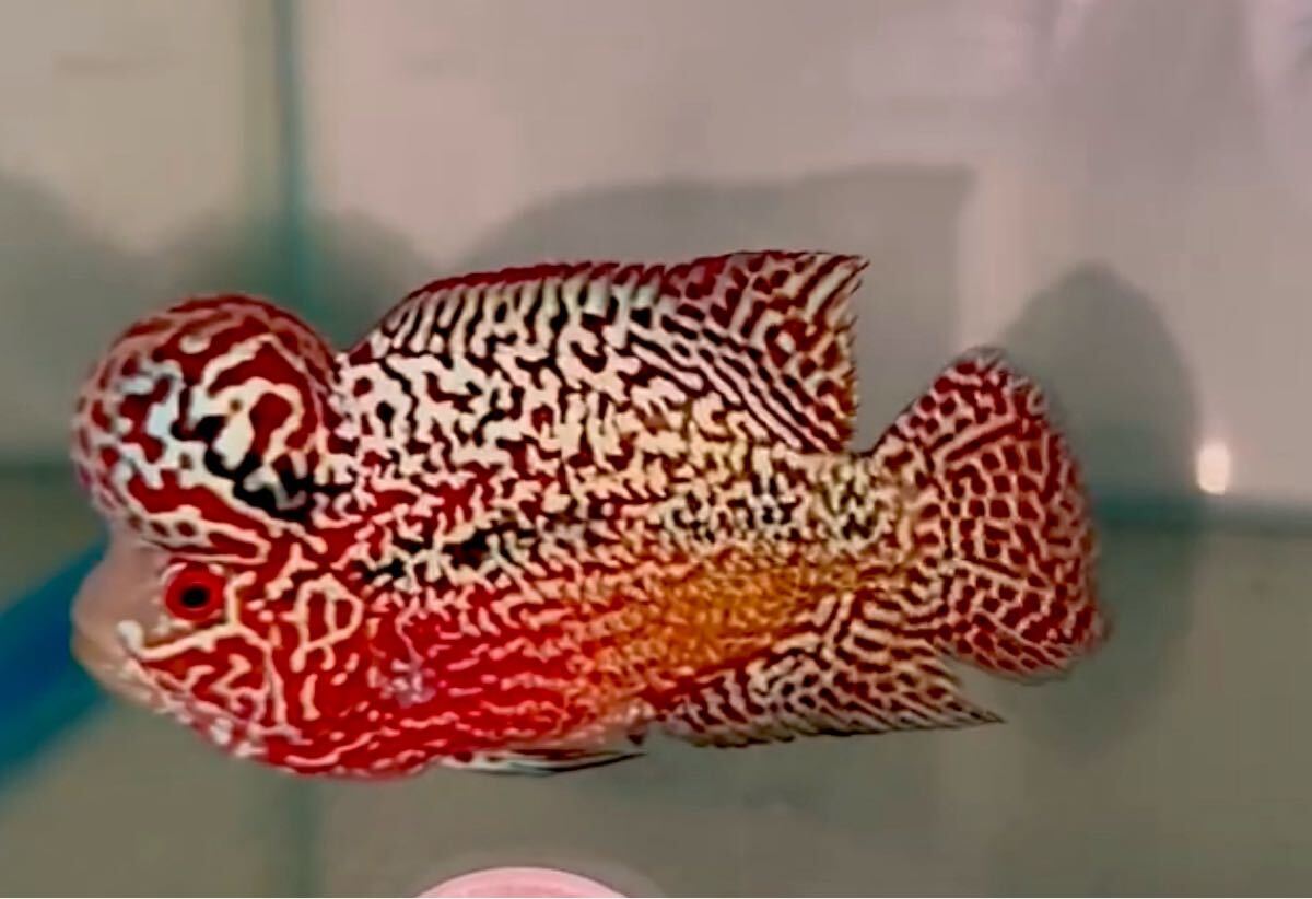 Yahoo!オークション - GPH 厳選個体 VIPグレード スーパーレッドカン...