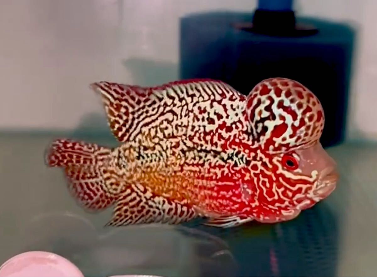 Yahoo!オークション - GPH 厳選個体 VIPグレード スーパーレッドカン...