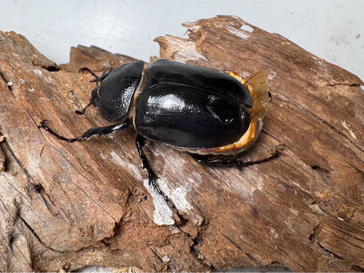 Yahoo!オークション - パチェコヒメゾウカブト CBF1 ペア 即ブリ