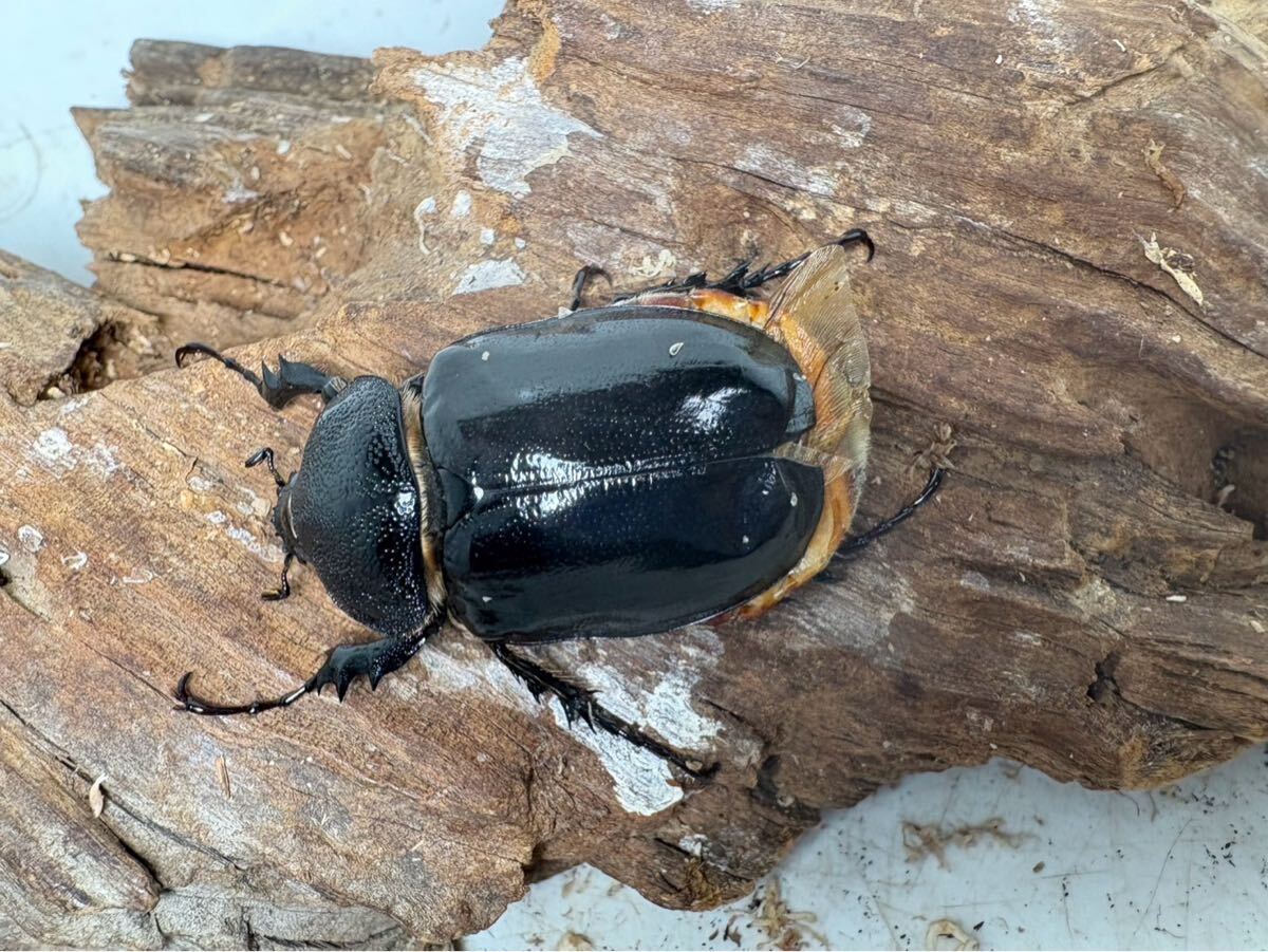 Yahoo!オークション - パチェコヒメゾウカブト CBF1 ペア 即ブリ