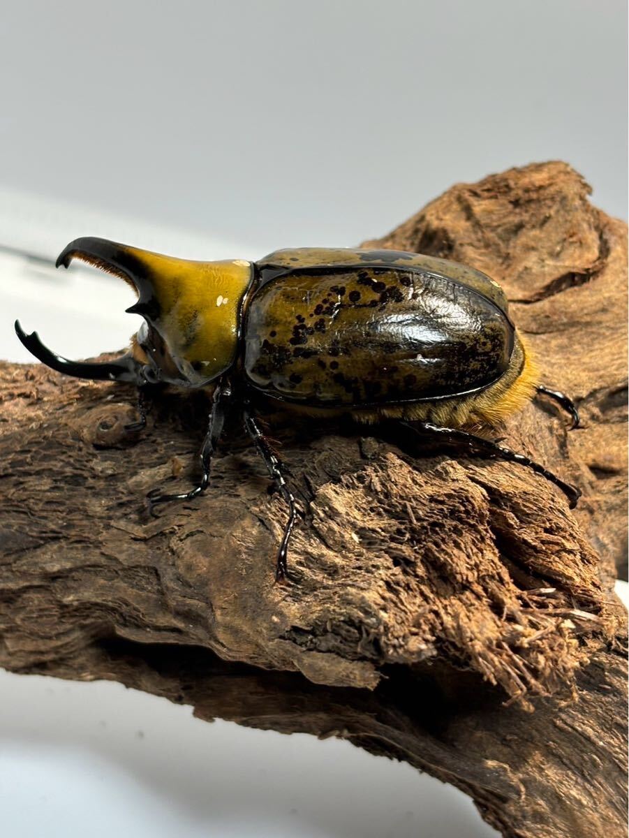 Yahoo!オークション - ミヤシタシロカブトペアWF3 即ブリ