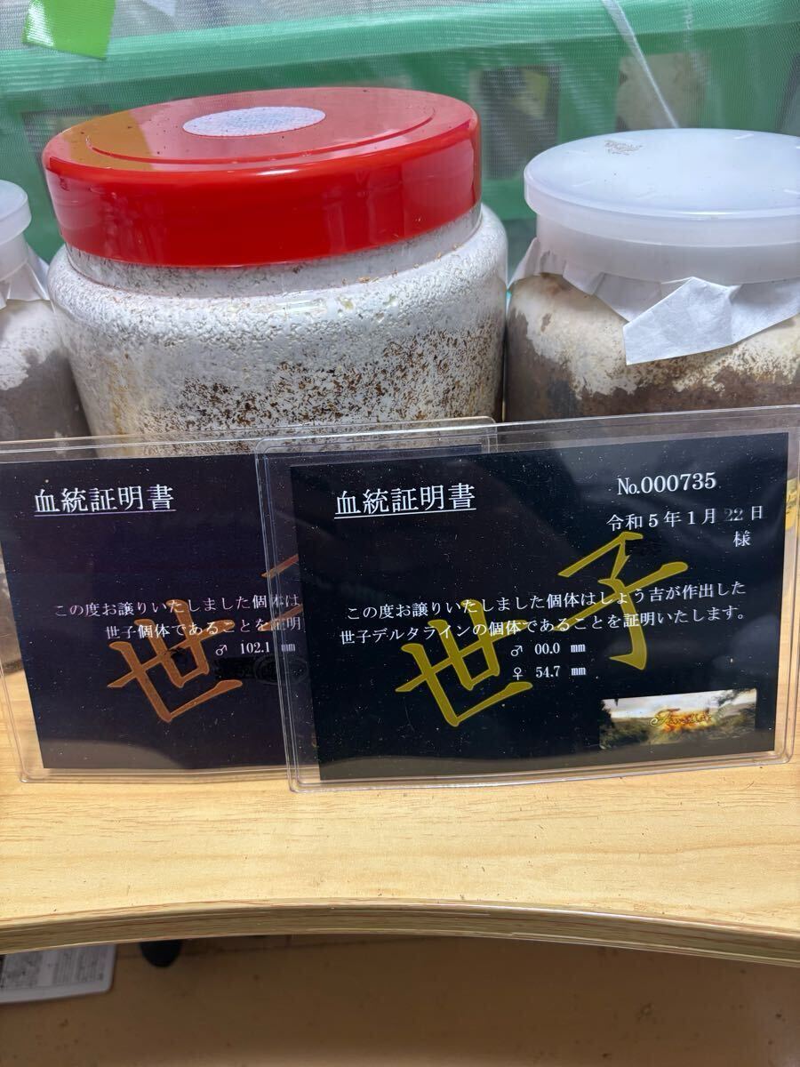 Yahoo!オークション - スマトラヒラタ 世子血統 ♂1メス2幼虫トリオ