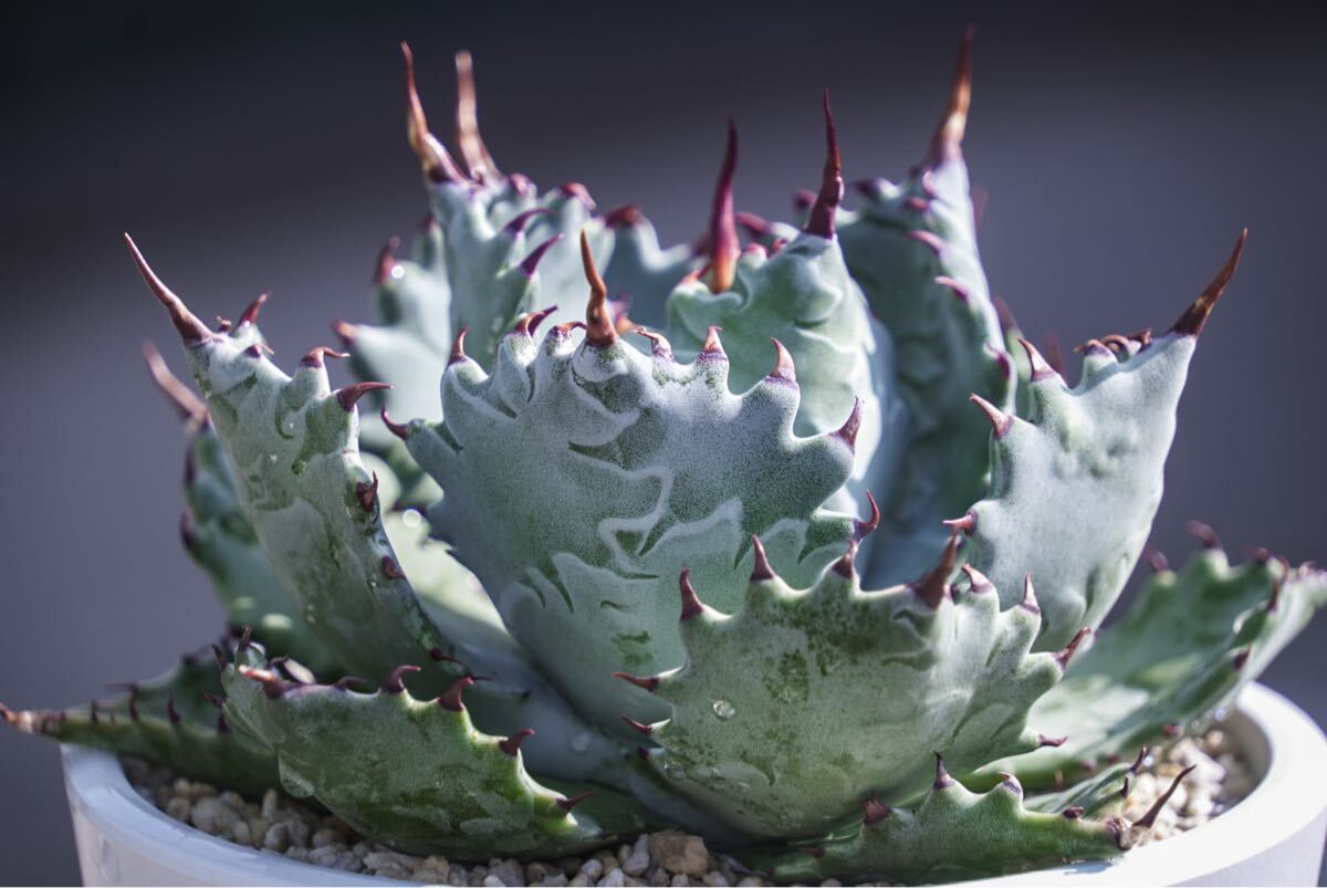 子株】甲蟹×屈原の舞扇 hybridAgave ハイブリッドアガベ 子株】甲蟹×屈原の舞扇 hybridAgave ハイブリッドアガベ
