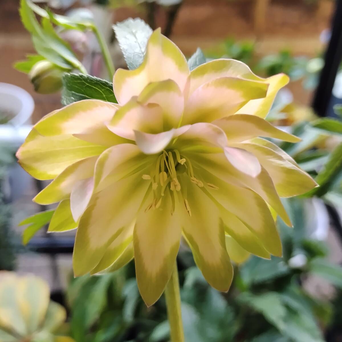 Yahoo!オークション - クリスマスローズ種子 今期採種 ♀ddクレオパト...