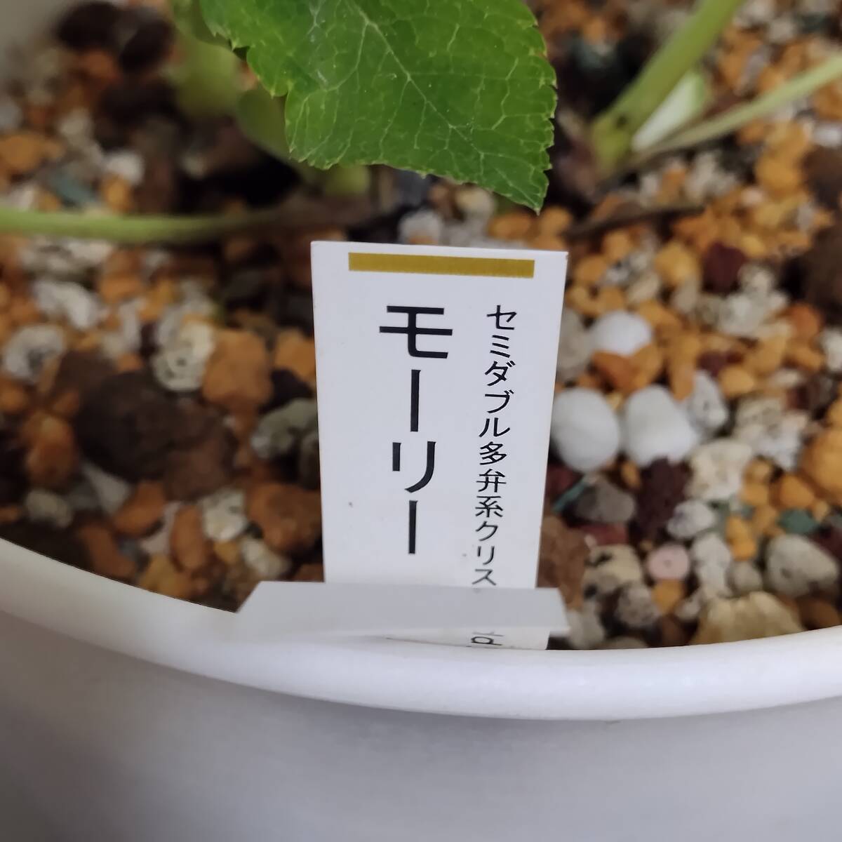 Yahoo!オークション - クリスマスローズ種子 今期採種 ♀ddクレオパト...