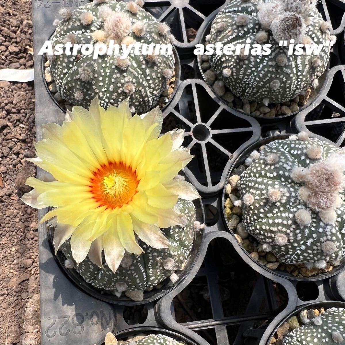 Yahoo!オークション - Astrophytum asterias isw 岩田スノーホワイト ...