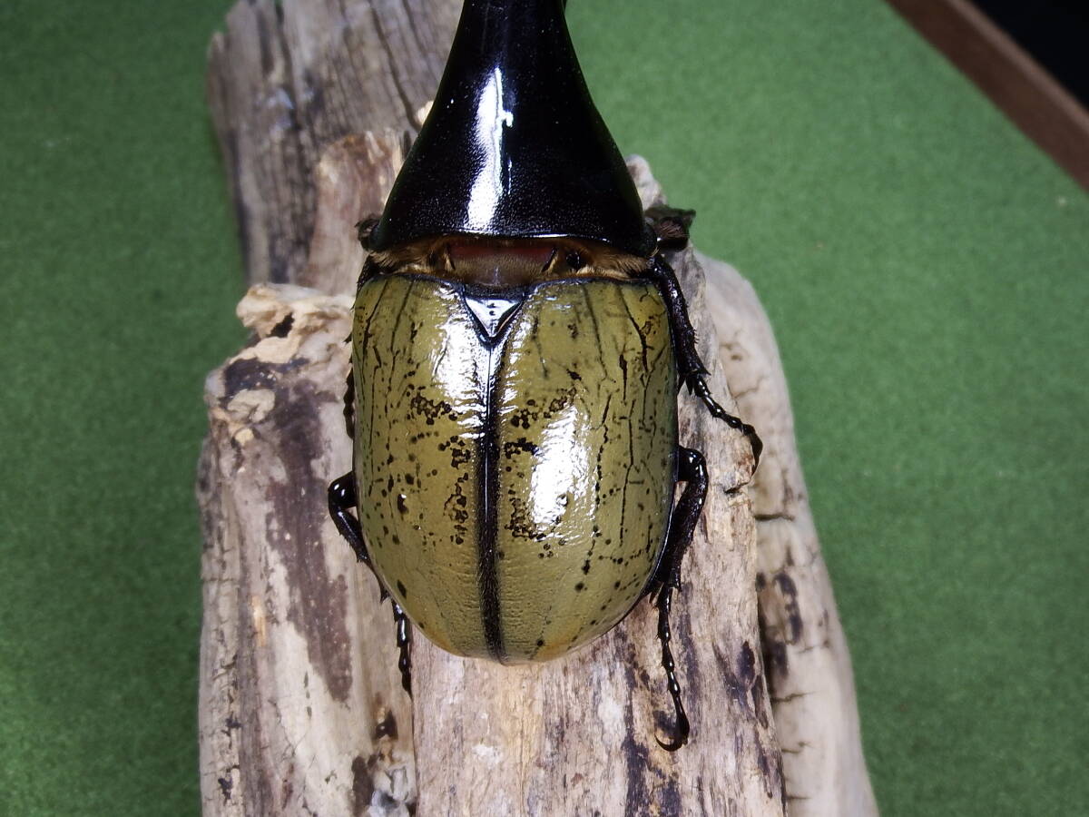 Yahoo!オークション - DHヘラクレス ♂150mm ヘラクレスオオカブト