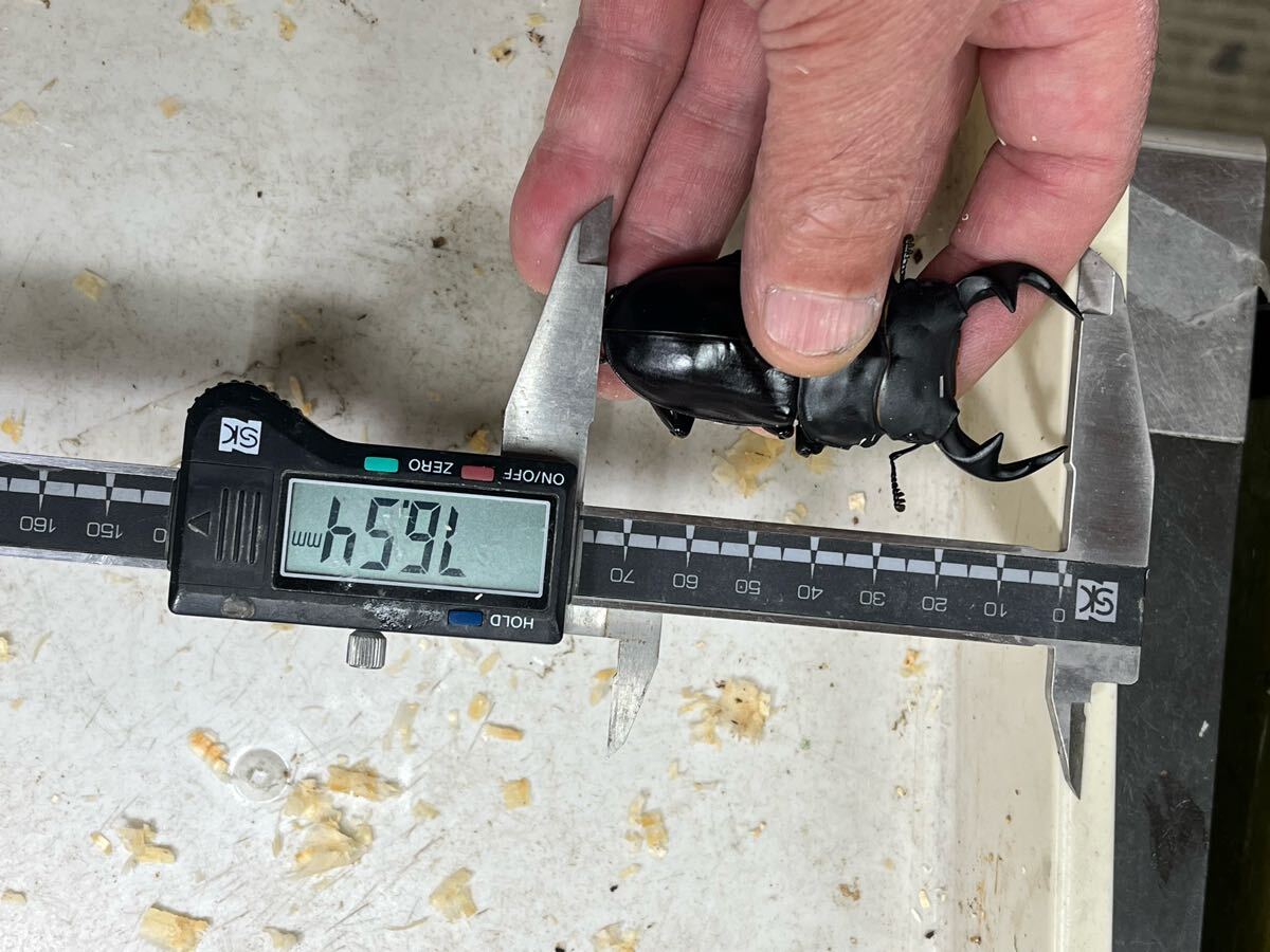 Yahoo!オークション - グランディスGarda血統新成虫ペア♂♂76.5mm♀4...