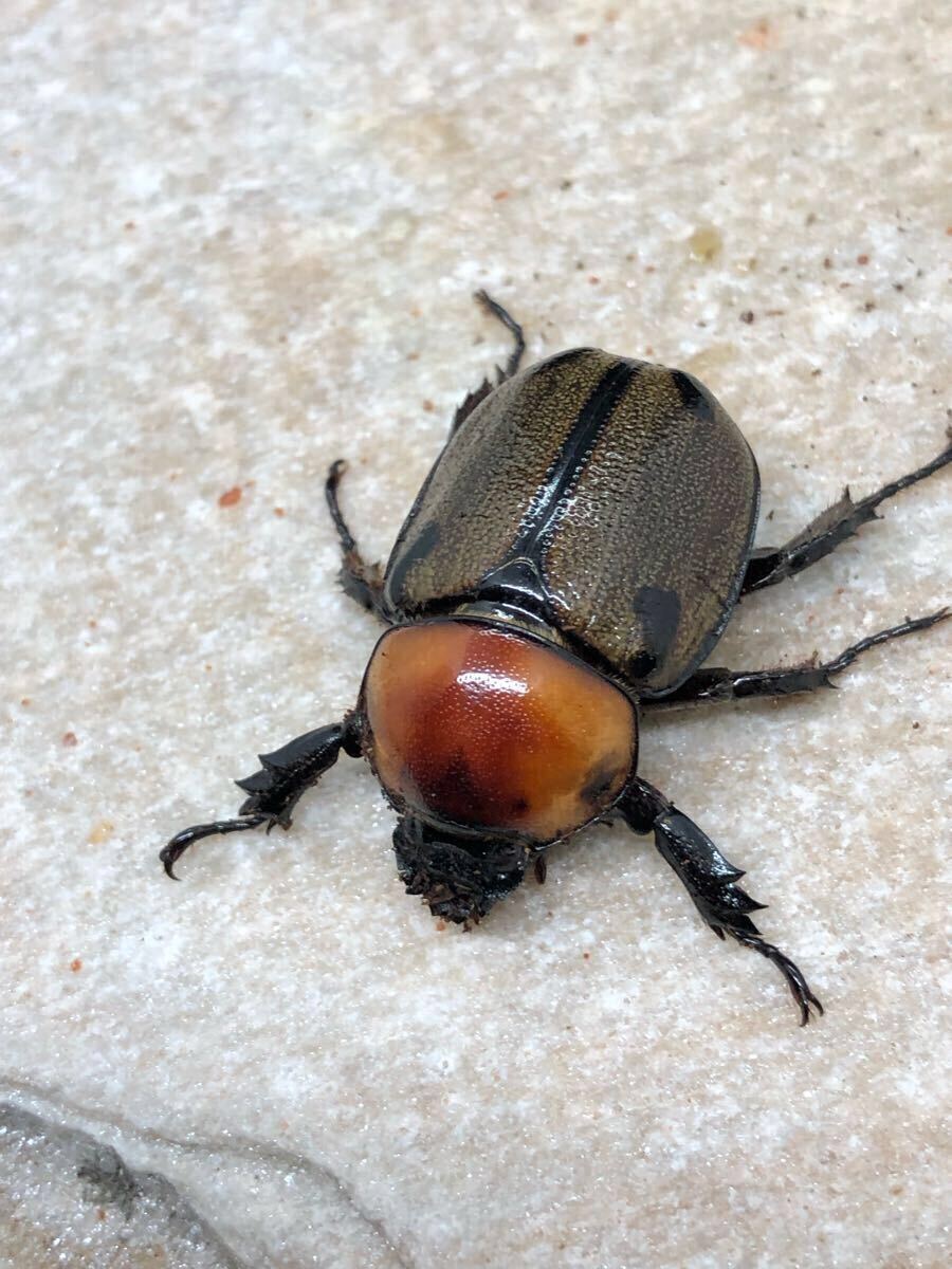 Yahoo!オークション - ヨツボシヒナカブト ♀×2頭 ③ cbf1