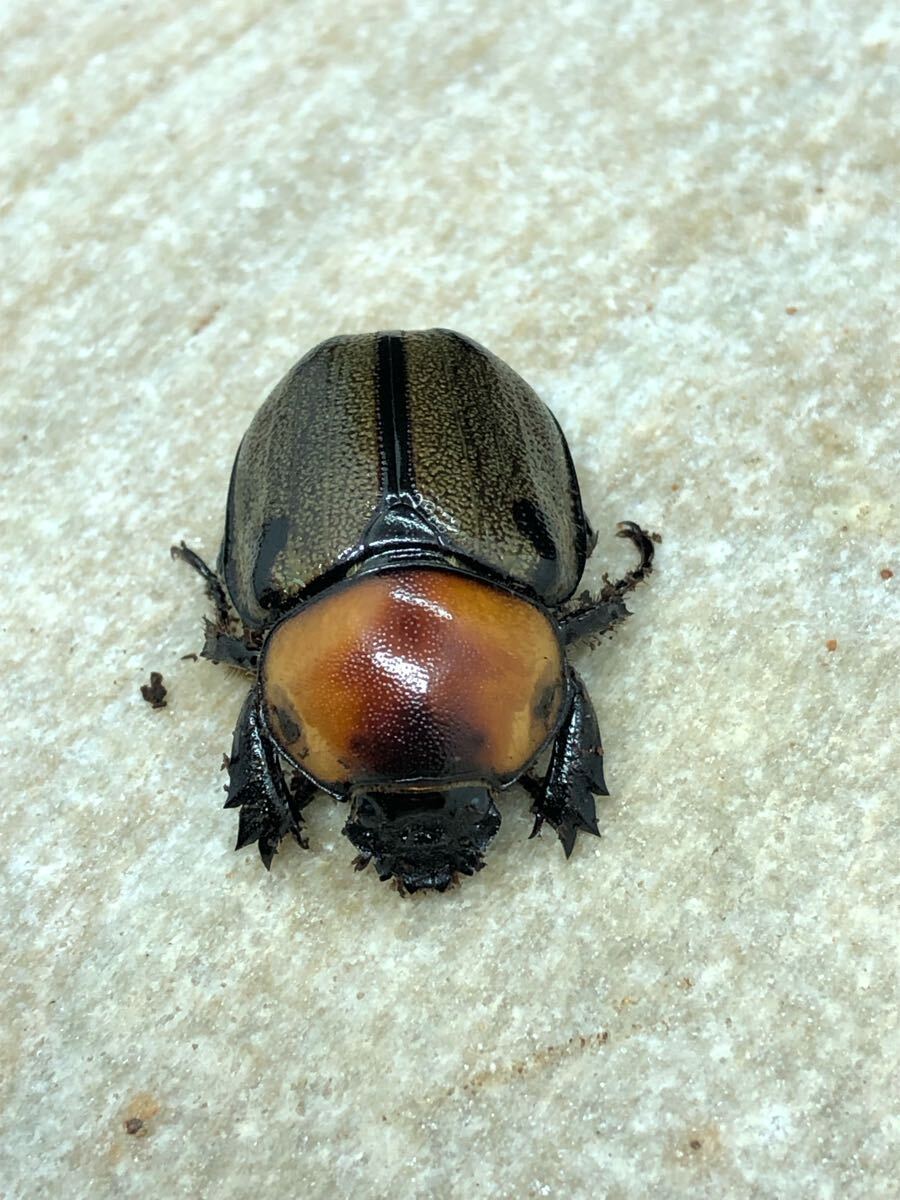 Yahoo!オークション - ヨツボシヒナカブト ♀×2頭 ⑤ cbf1