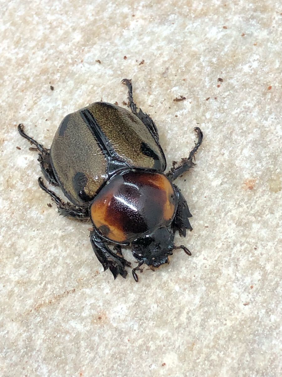 Yahoo!オークション - ヨツボシヒナカブト ♀単品 ② cbf1