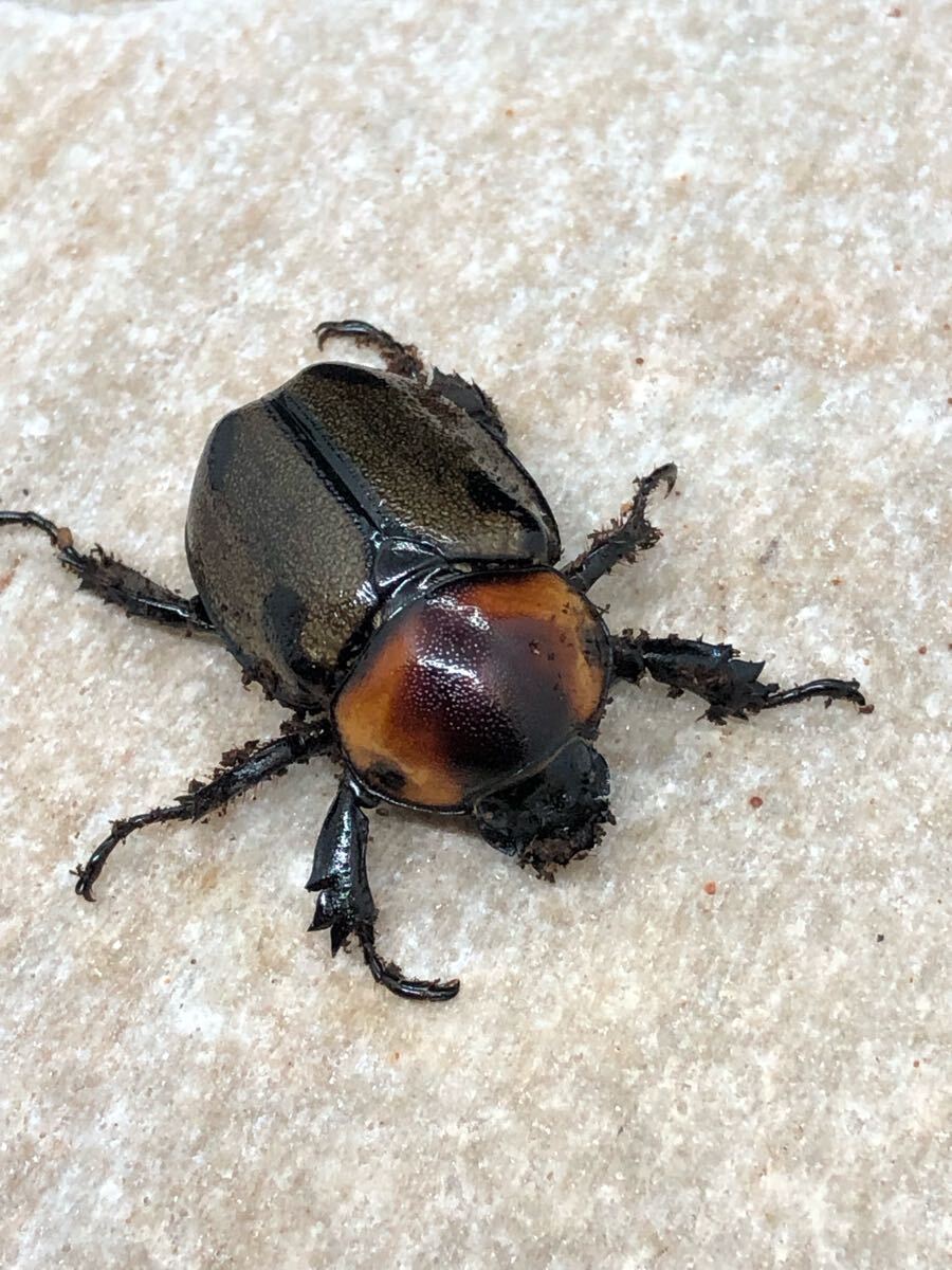 Yahoo!オークション - ヨツボシヒナカブト ♀×2頭 cbf1