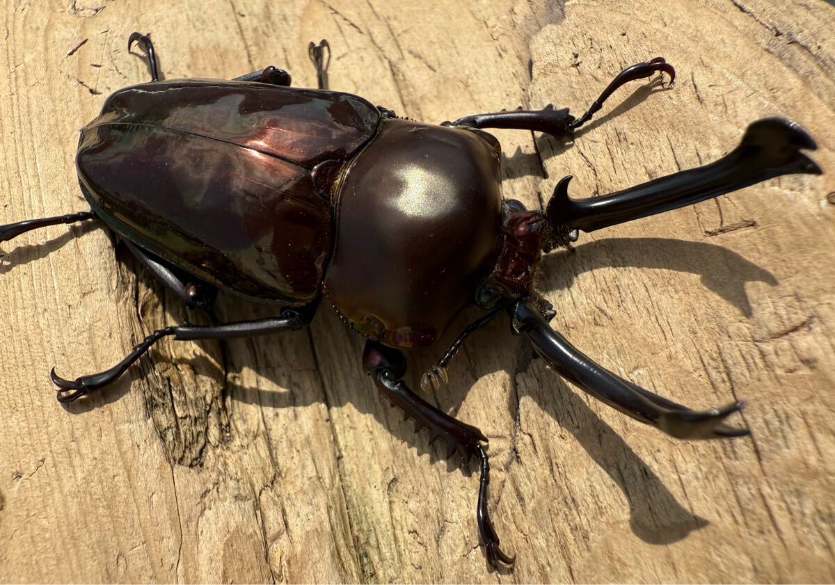 Yahoo!オークション - PMR-R血統 ニジイロクワガタ ダークレッド CBF16...